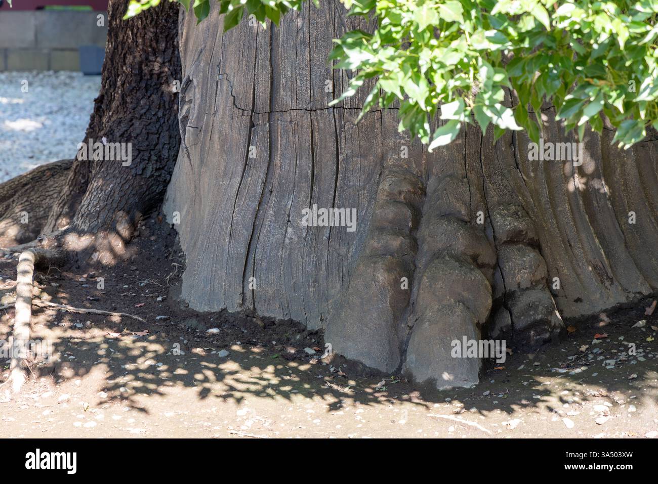 The ancient camphor tree at Toshogu Shrine in Tokyo features a deeply ...