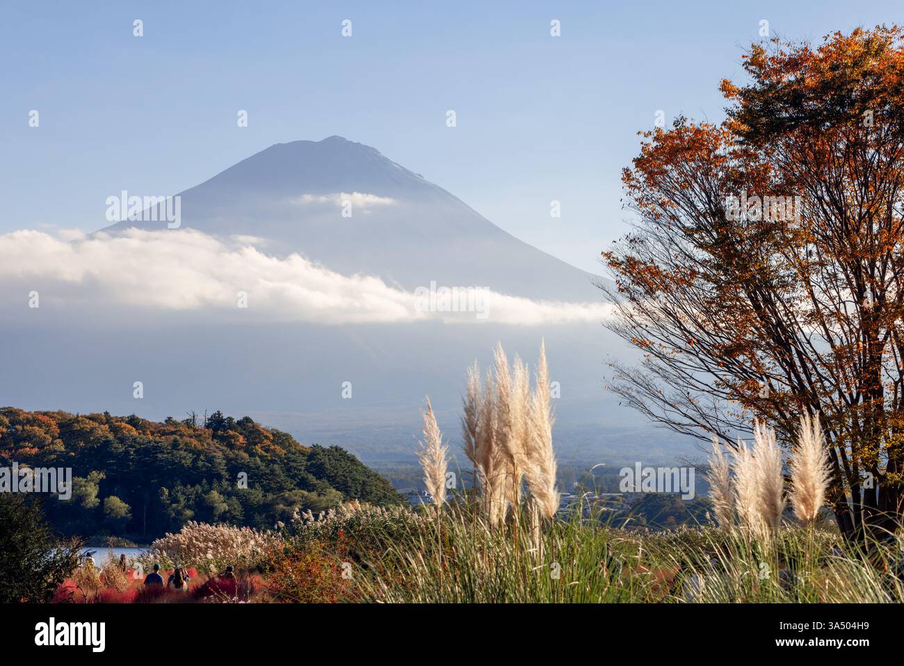 Golden pampas grass and a tree with autumn foliage frame Mount Fuji ...