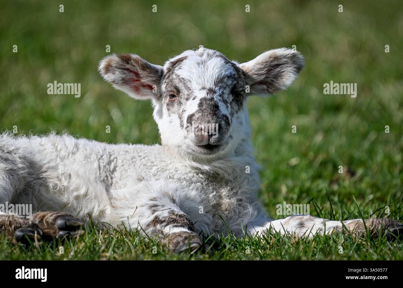 Spring lambs enjoying the beautiful weather in the Scottish Borders on ...