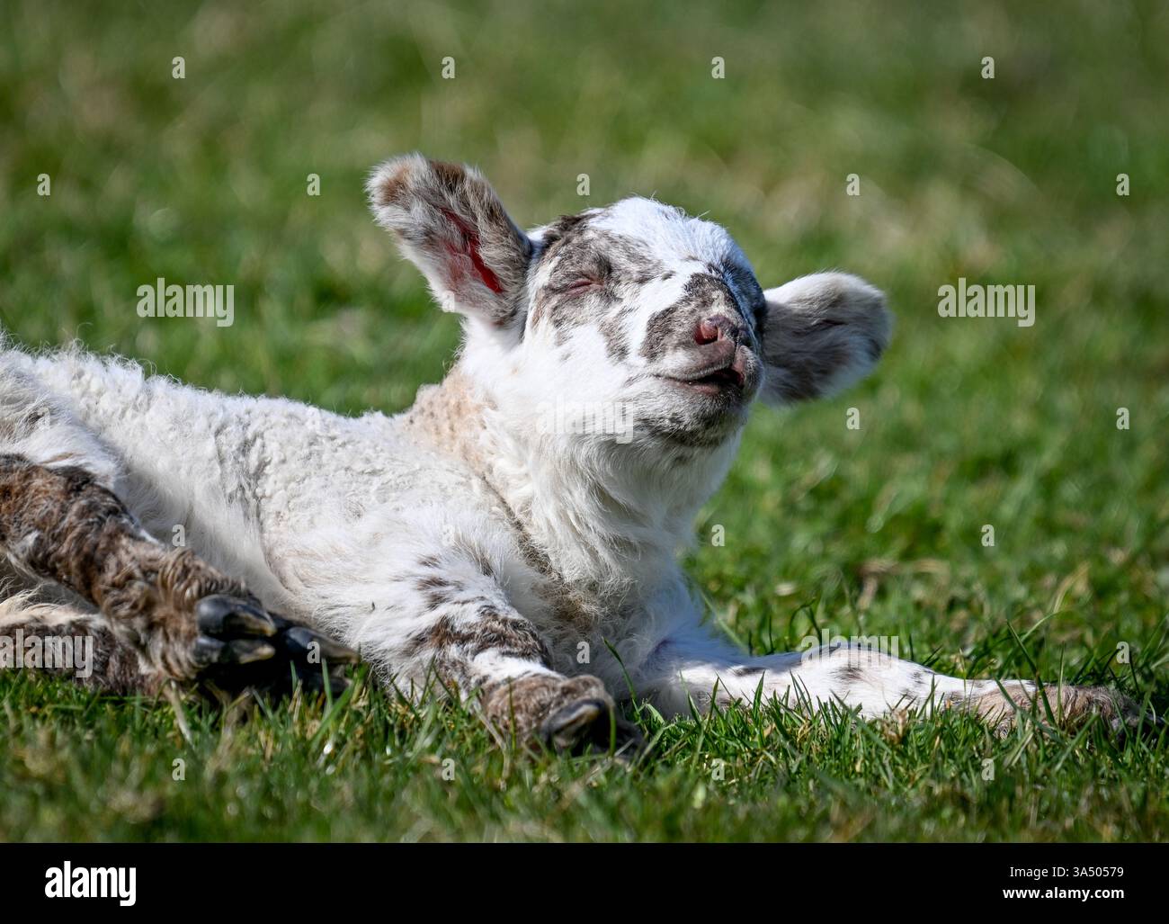 Spring lambs enjoying the beautiful weather in the Scottish Borders on ...