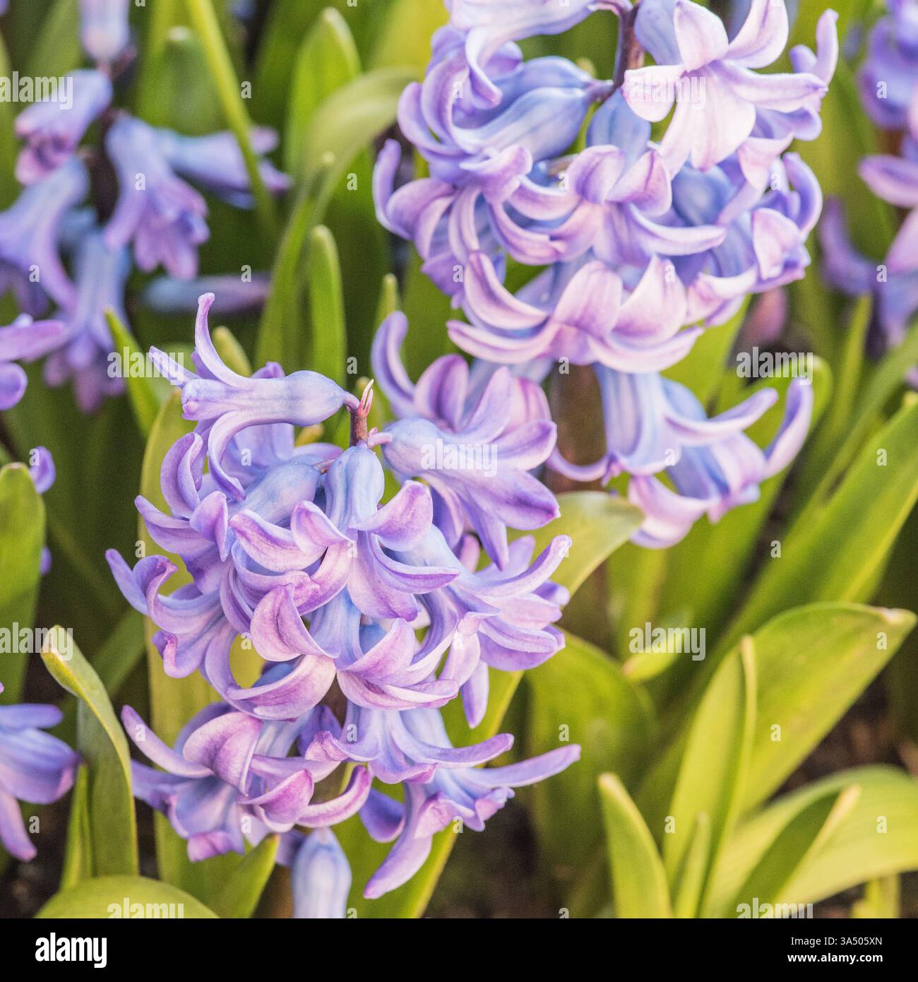 Hyacnthus orientalis is the showy, fragrant, early to mid Spring ...