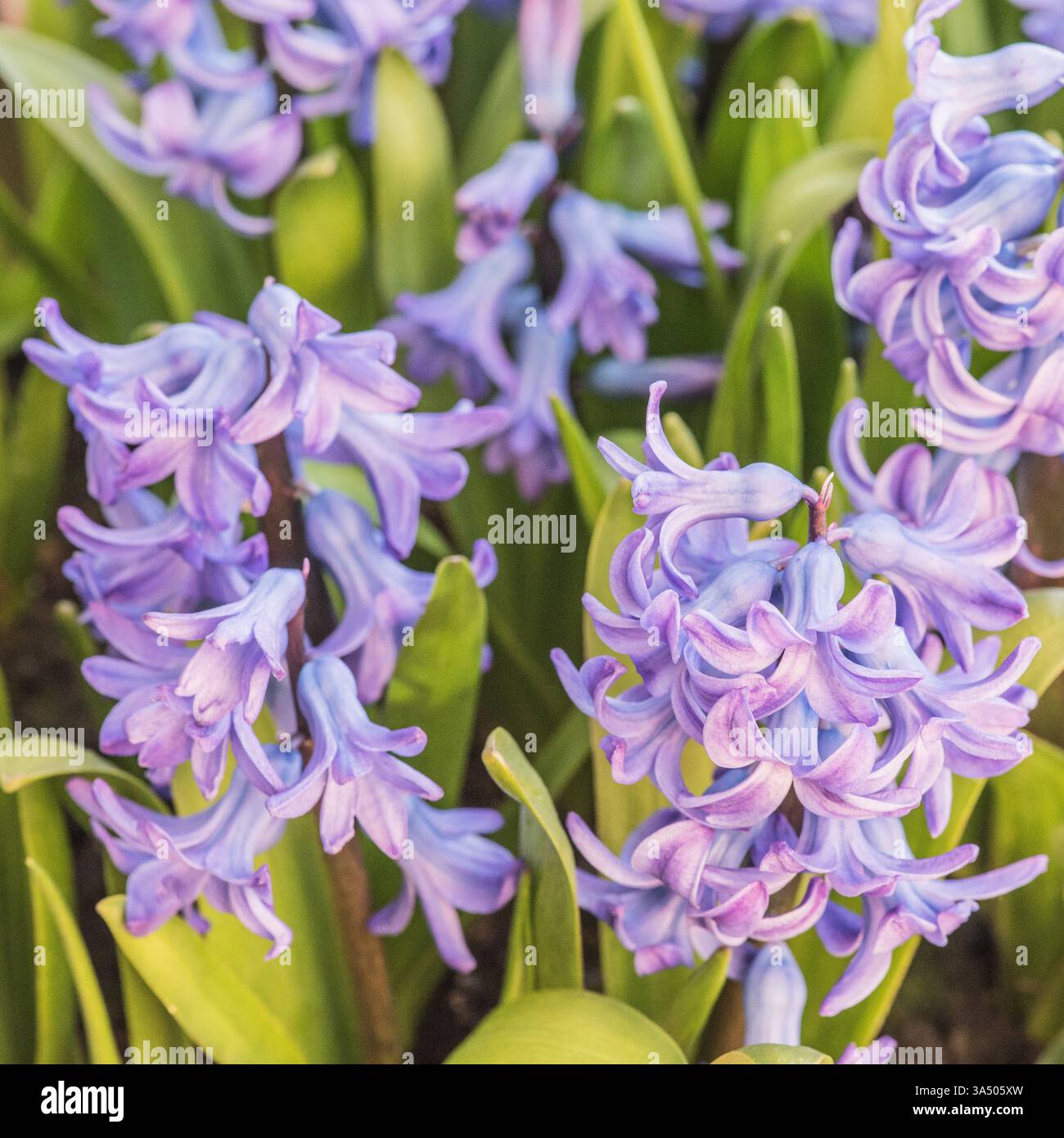 Hyacnthus orientalis is the showy, fragrant, early to mid Spring ...