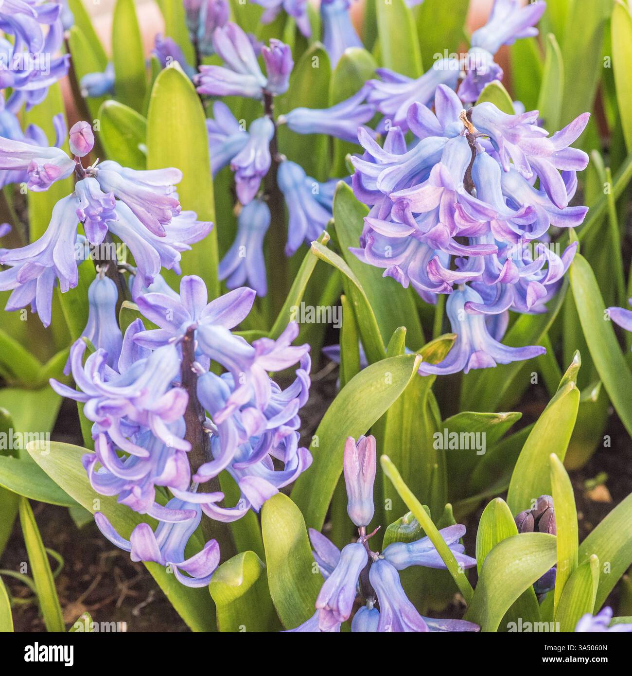 Hyacnthus orientalis is the showy, fragrant, early to mid Spring ...