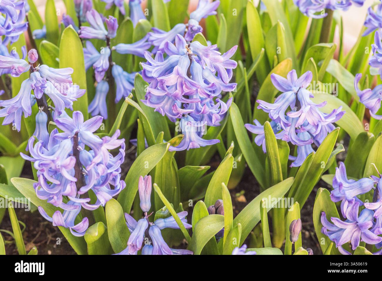 Hyacnthus orientalis is the showy, fragrant, early to mid Spring ...