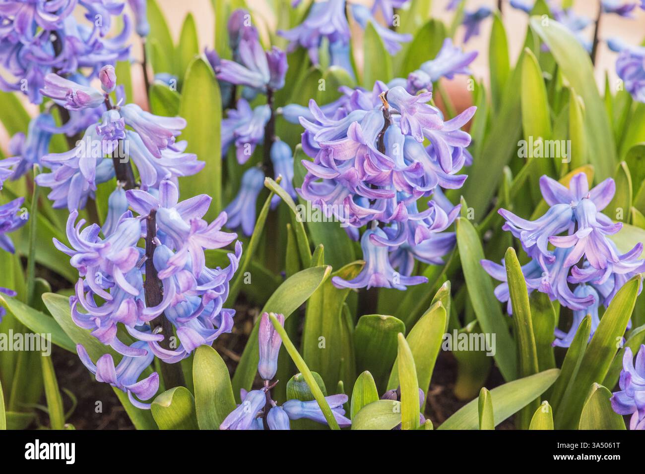 Hyacnthus orientalis is the showy, fragrant, early to mid Spring ...