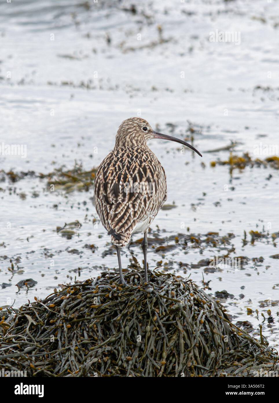 Curlew (Numenius arquata) standing on seaweed at Farlington Marshes ...