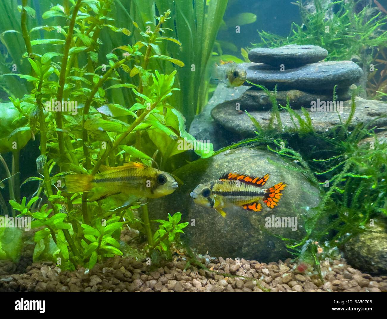 tropical fish red Apistogramma cacatuoides, cockatoo dwarf cichlid in ...