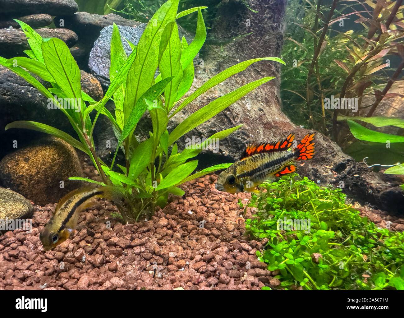 tropical fish red Apistogramma cacatuoides, cockatoo dwarf cichlid in ...