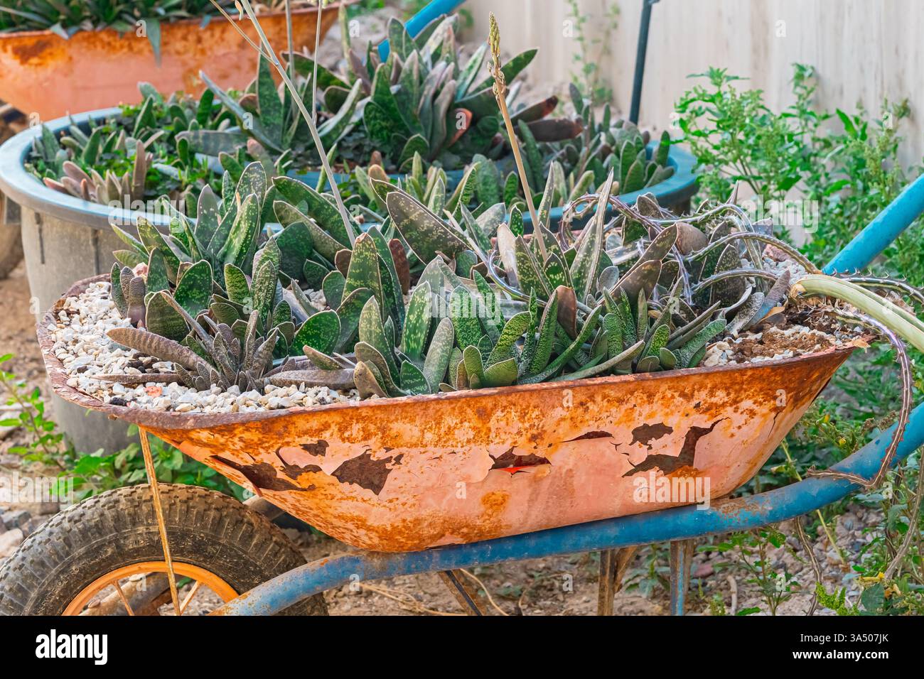 Garden wheelbarrow plants. High quality photo Stock Photo - Alamy