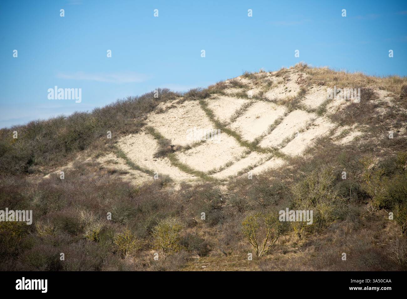 special planting patroon in dunes for protection against the wind in ...