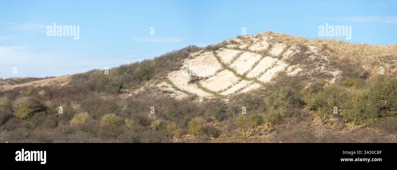 special planting patroon in dunes for protection against the wind in ...