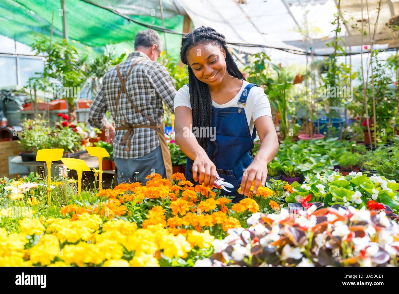Smiling Black female nursery worker with braids cutting flowers standing near caucasian male ...