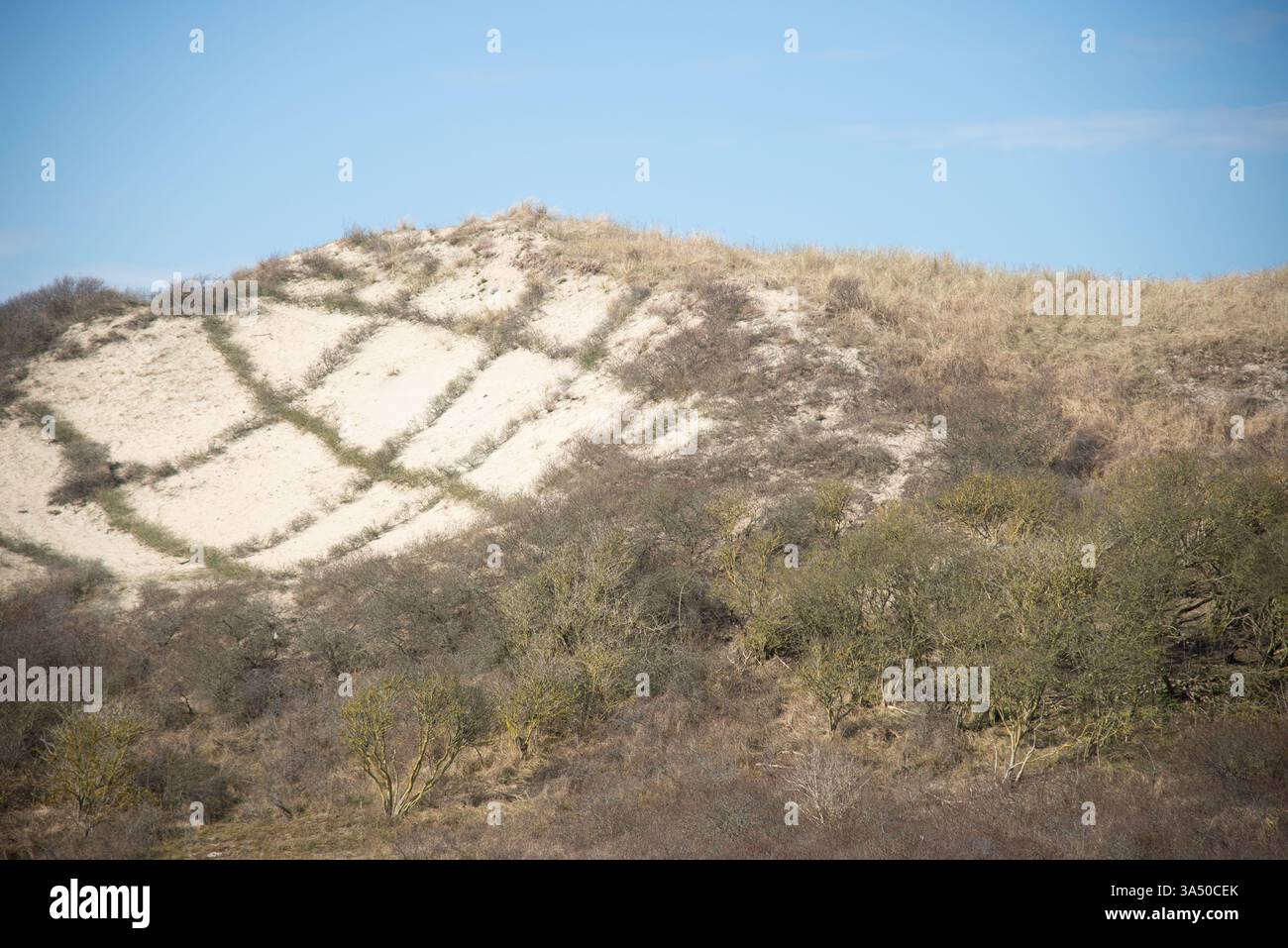 special planting patroon in dunes for protection against the wind in ...