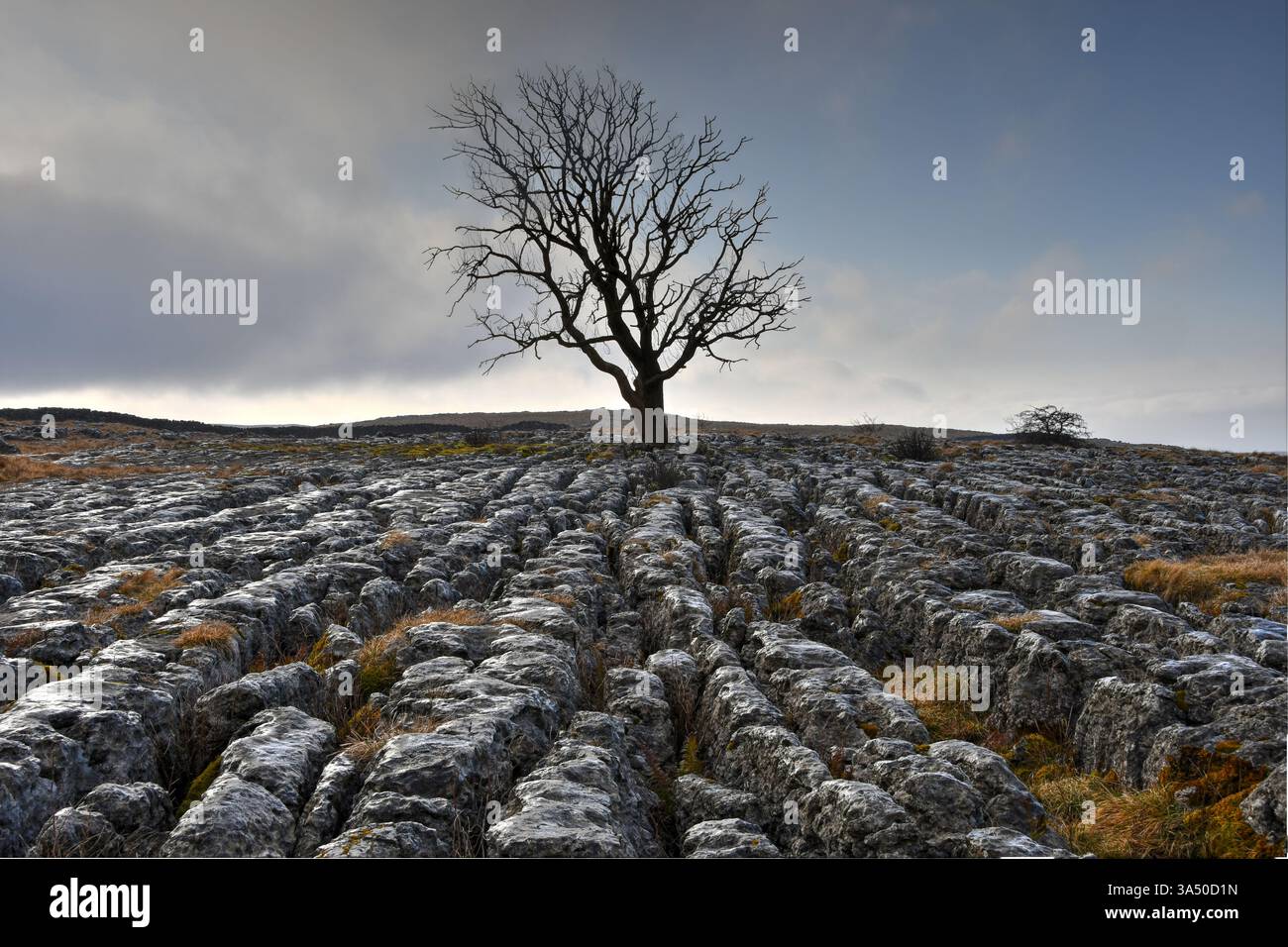Lone tree, Limestone Pavement, Yorkshire Dales, Malham Stock Photo - Alamy