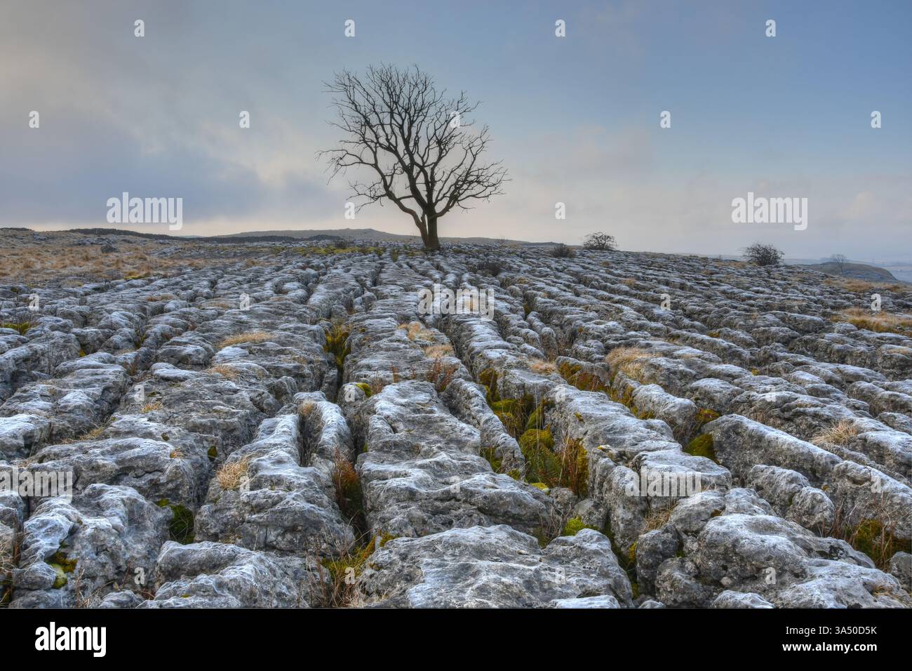 Lone tree, Limestone Pavement, Yorkshire Dales, Malham Stock Photo - Alamy