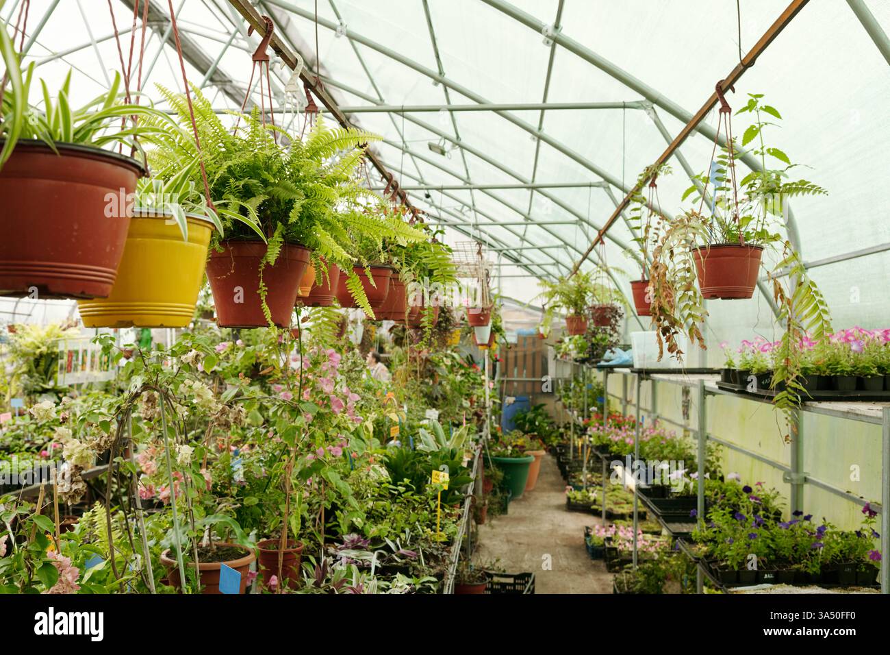 Horizontal image of green plants growing in pots hanging at top and ...
