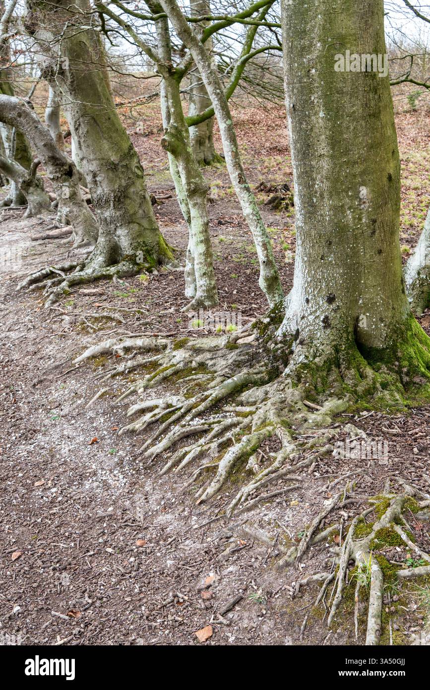 Tree root of beech fagus sylvatica hi-res stock photography and images ...