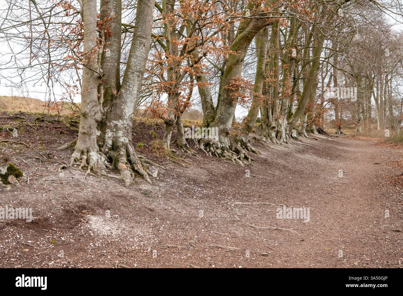 Row of common Beech trees Fagus sylvatica Stock Photo - Alamy
