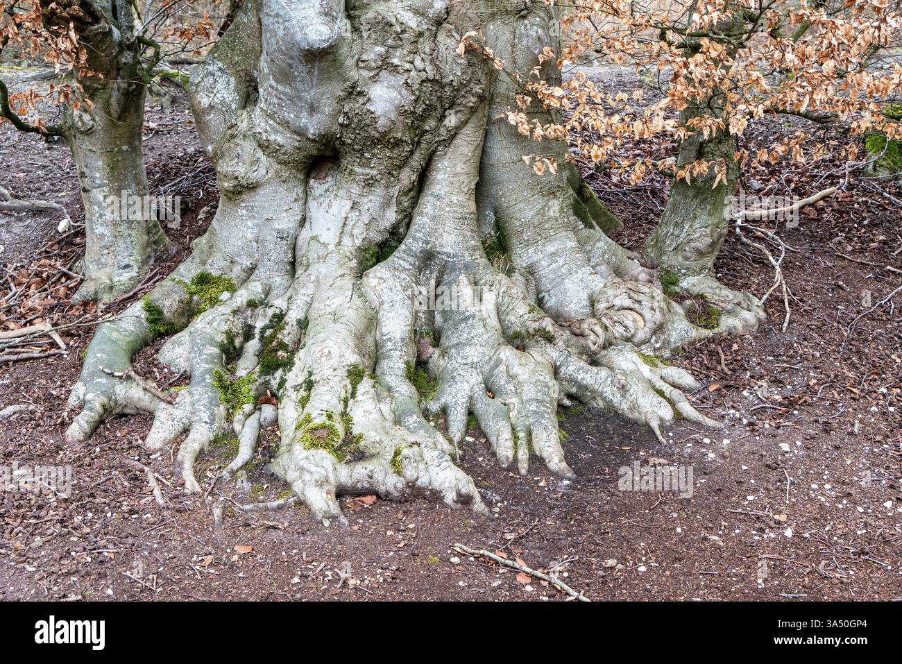 Hardwood deciduous tree hi-res stock photography and images - Alamy