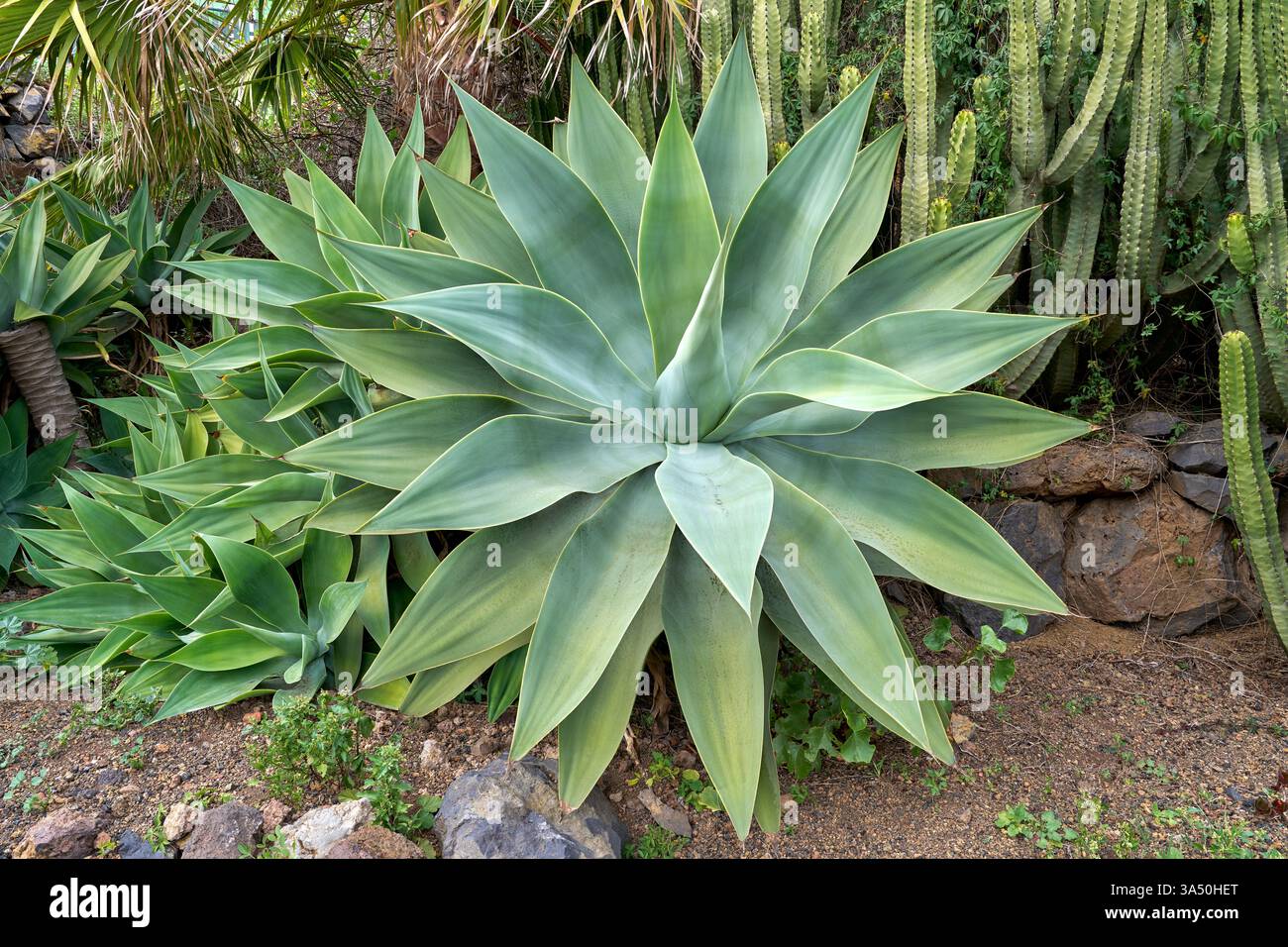 Foxtail Agave (Agave attenuata) large leaf rosette in a garden - focus stacking Stock Photo - Alamy