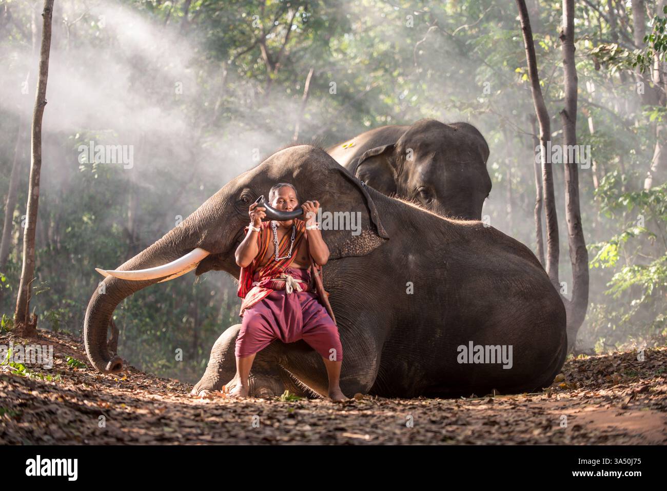 Senior Asian male mahout in traditional clothing blowing buffalo horn ...