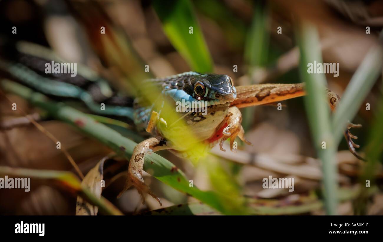 Orange striped ribbon snake hi-res stock photography and images - Alamy