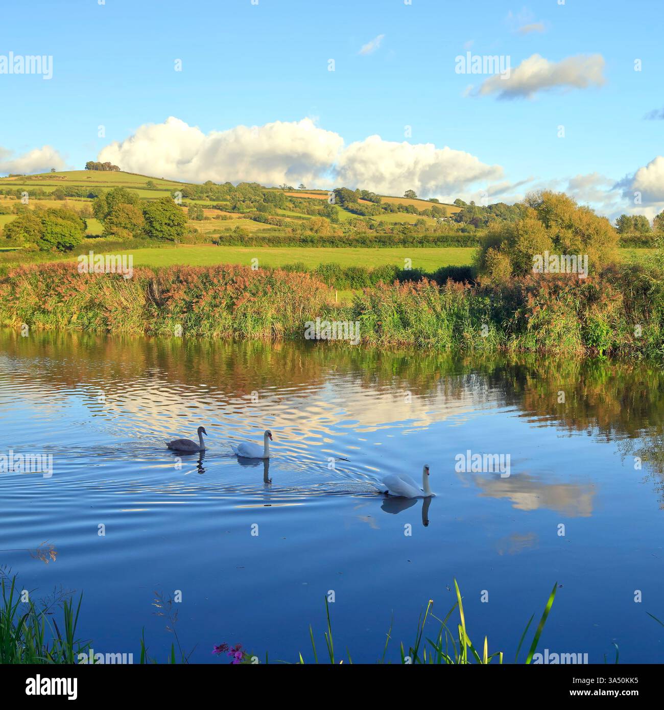 Three swans on the river Avon at Saltford with Kelston and Kelston ...