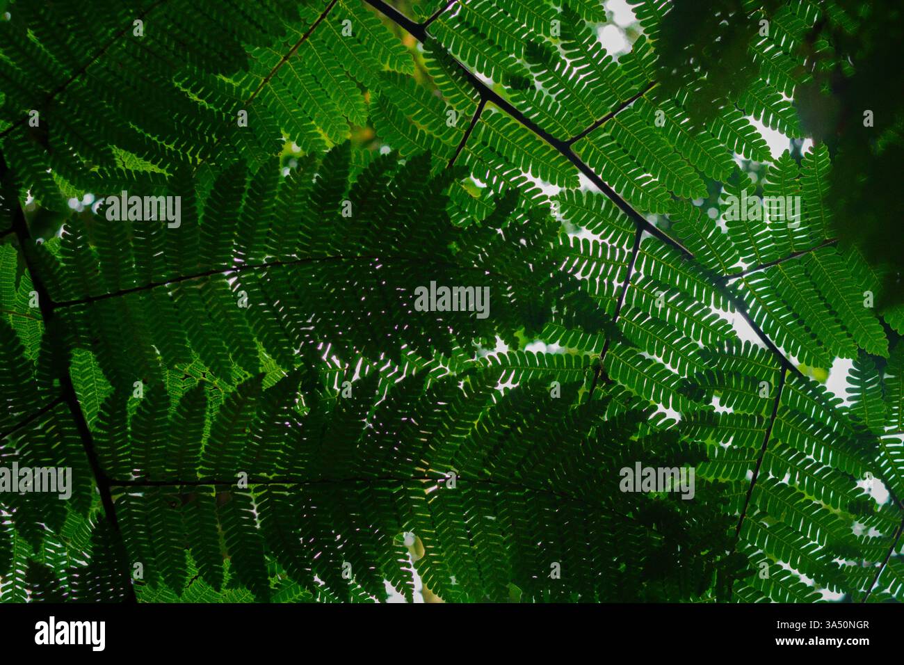 fern leaves in different shapes Stock Photo - Alamy