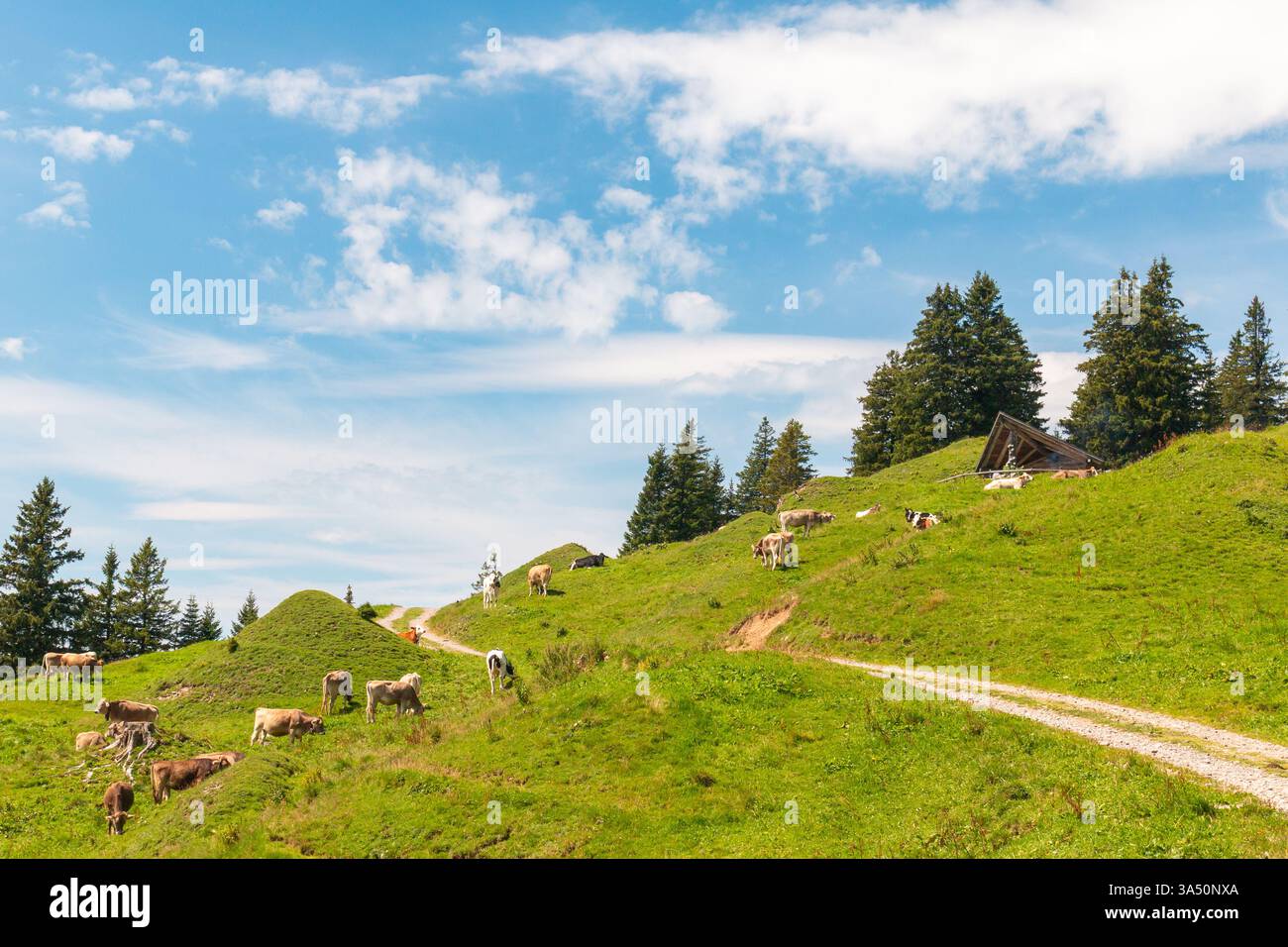 Mt. Rigi alpine landscape with cows in summer meadow, Switzerland Stock ...
