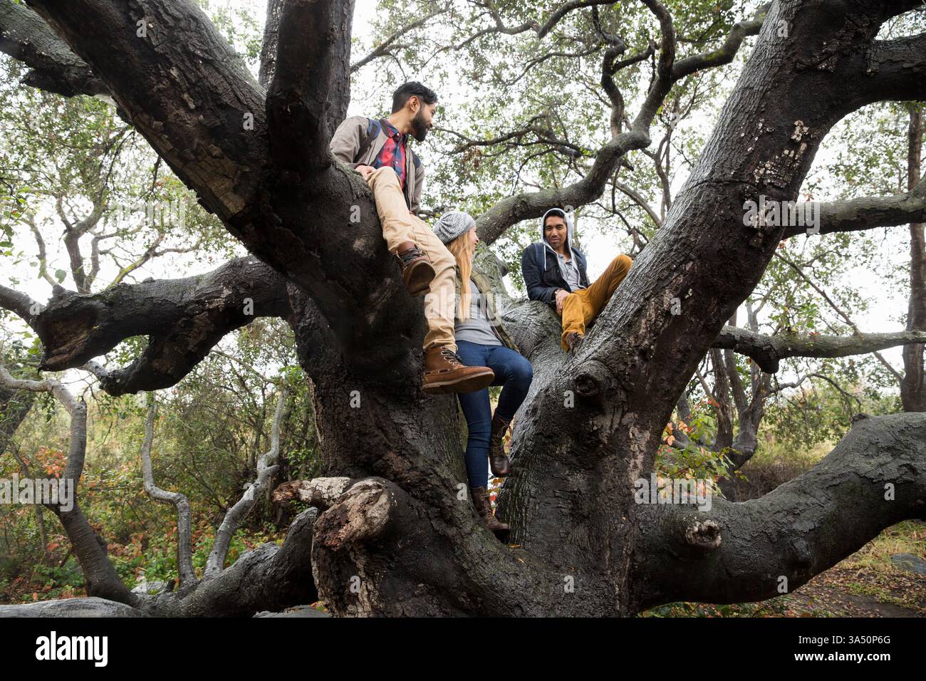 Diverse group of traveler friends having fun sitting on tree in forest ...
