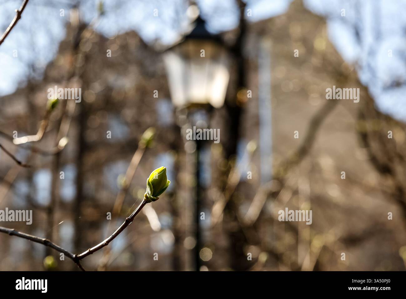 Krakow, Poland on March 20, 2025. The buds of the trees are developing ...