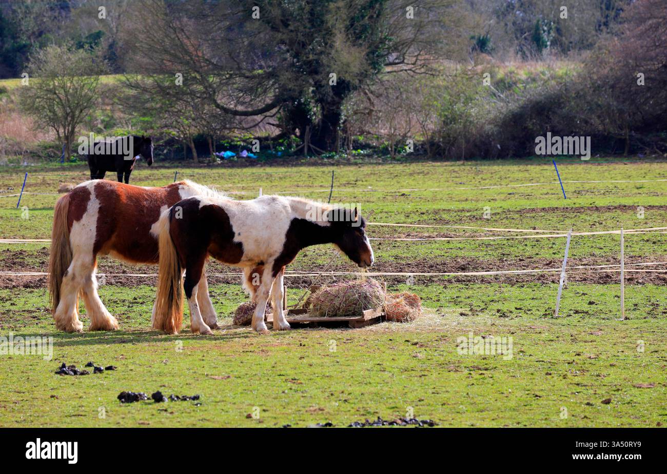Piebald and skewbald ponies eating hay in a field. Taken March 2025 ...