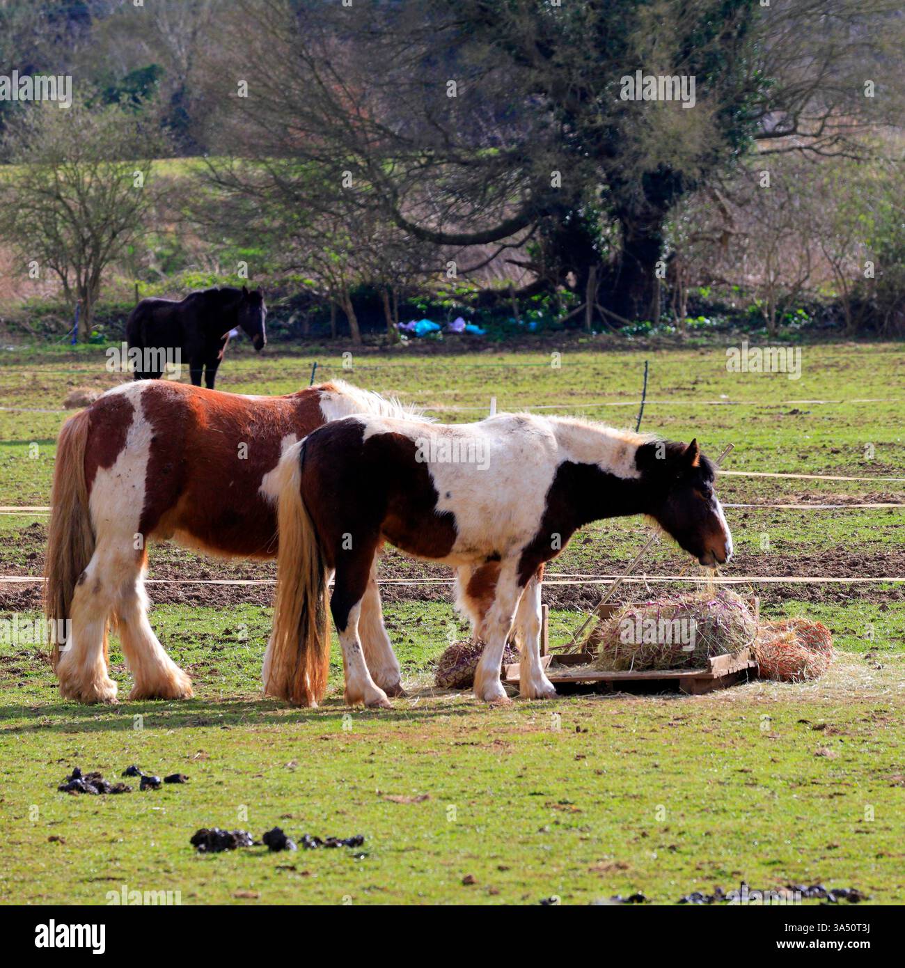 Piebald and skewbald ponies eating hay in a field. Taken March 2025 ...