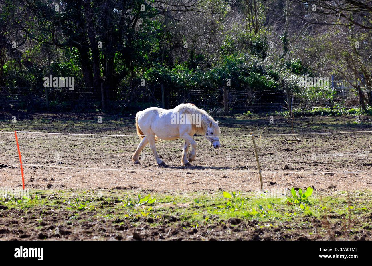 Small grey pony - Welsh Mountain Pony type. in a paddock. Taken March ...