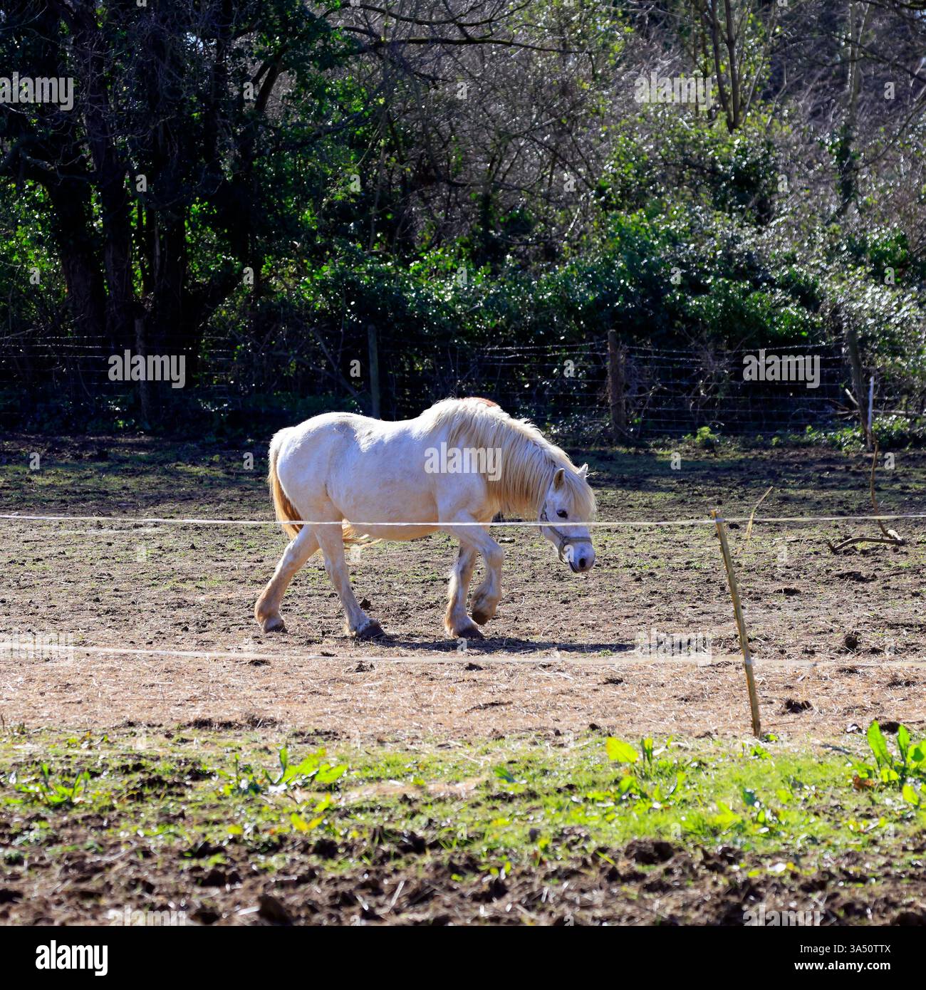 Small grey pony - Welsh Mountain Pony type. in a paddock. Taken March ...