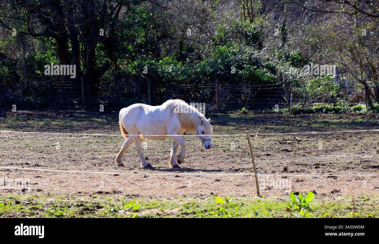 Small grey pony - Welsh Mountain Pony type. in a paddock. Taken March ...