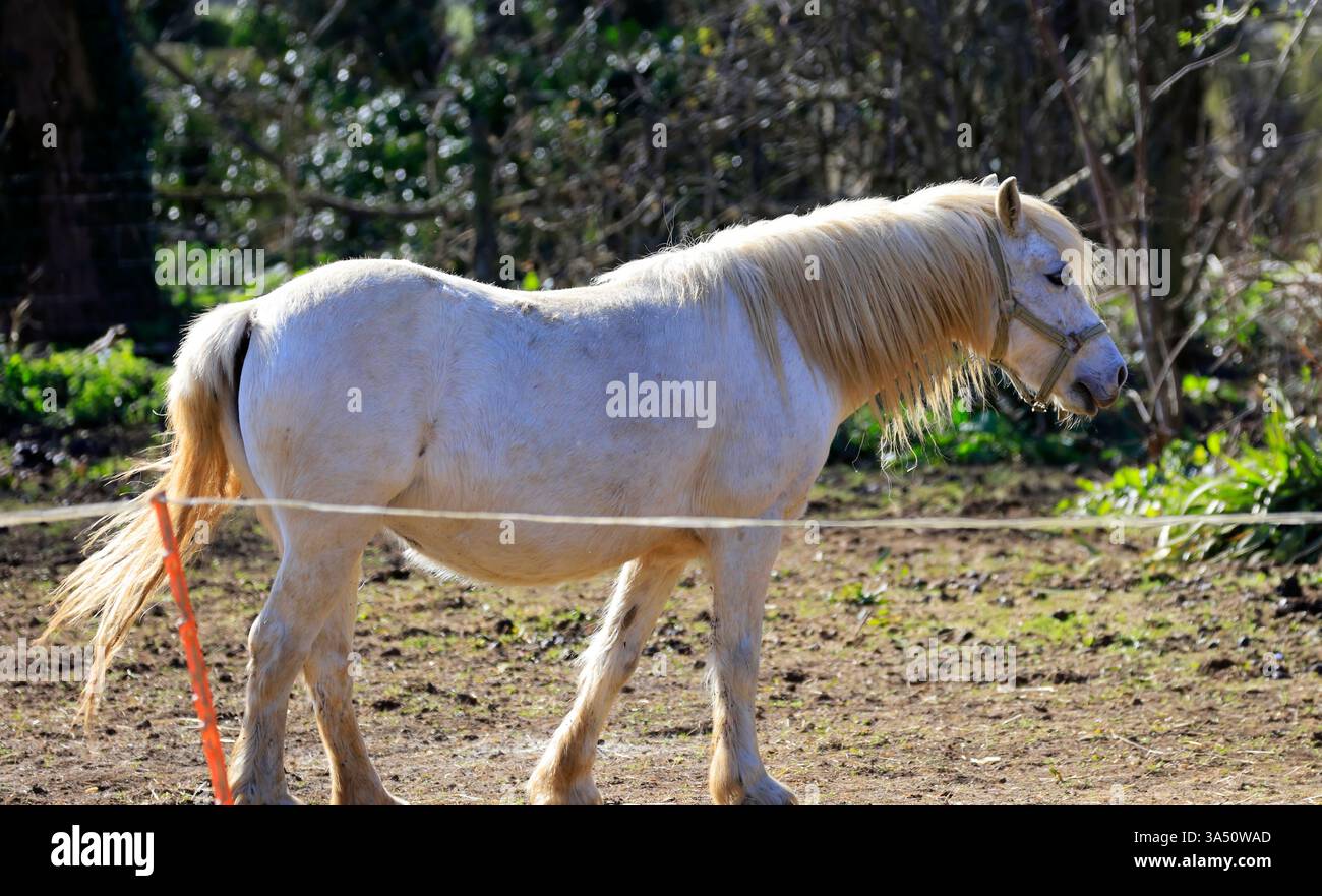 Small grey pony - Welsh Mountain Pony type. in a paddock. Taken March ...