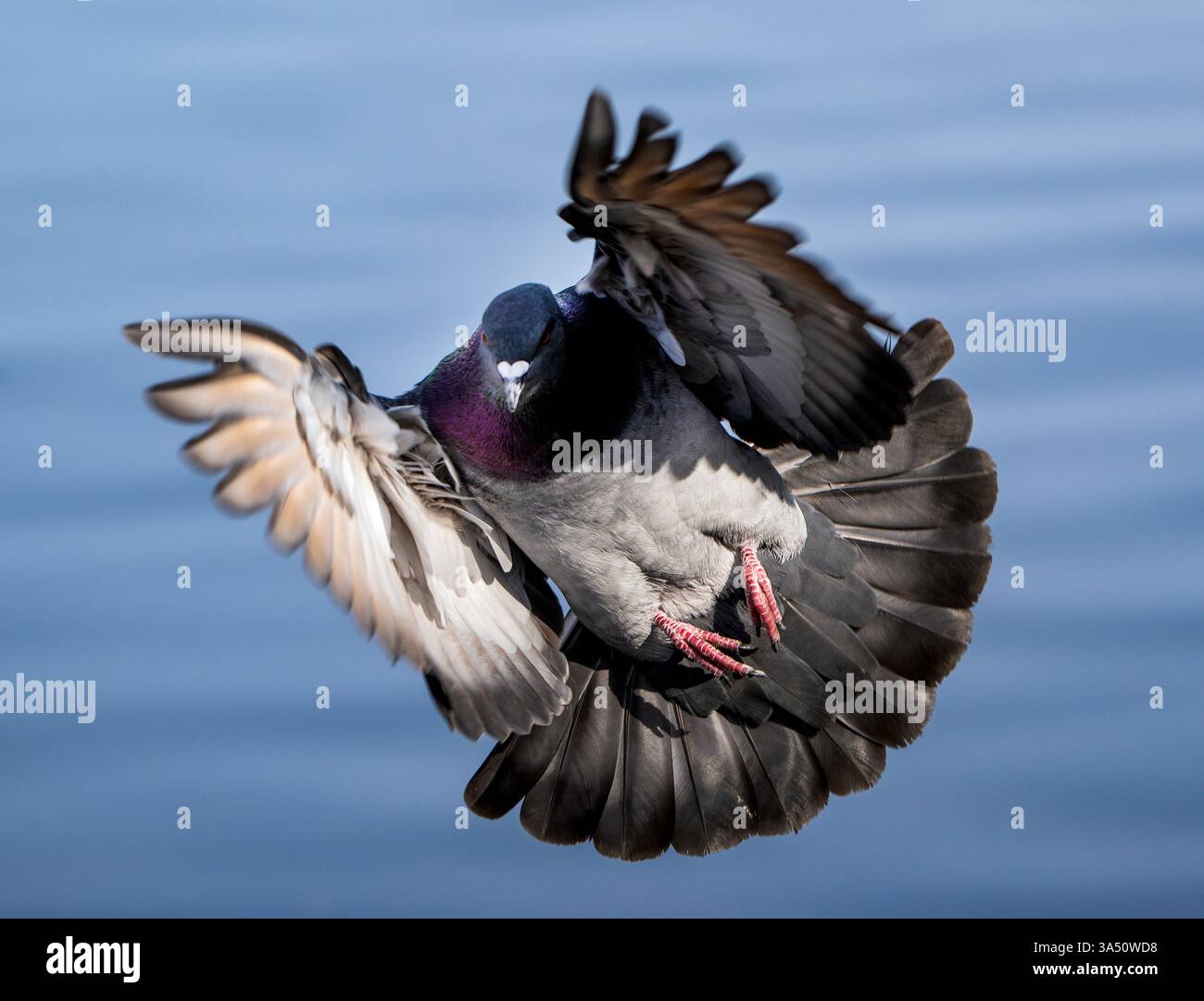 Pigeon Credit: Ian Jacobs Stock Photo - Alamy
