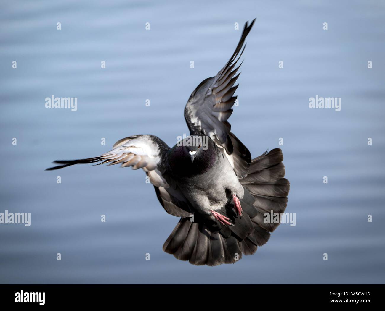 Pigeon Credit: Ian Jacobs Stock Photo - Alamy