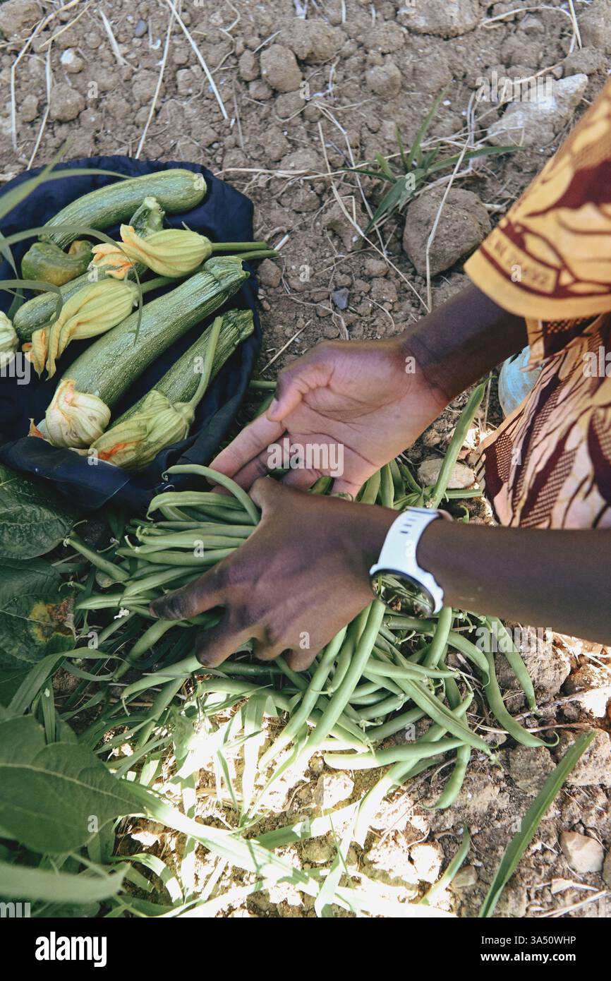 unrecognizable young black african woman farmer hand pick harvest ...