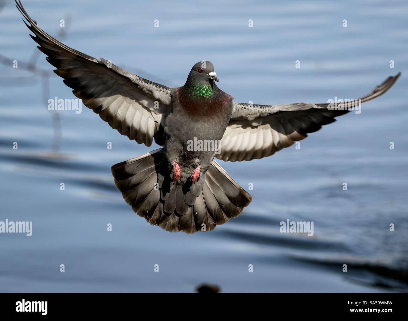Pigeon Credit: Ian Jacobs Stock Photo - Alamy