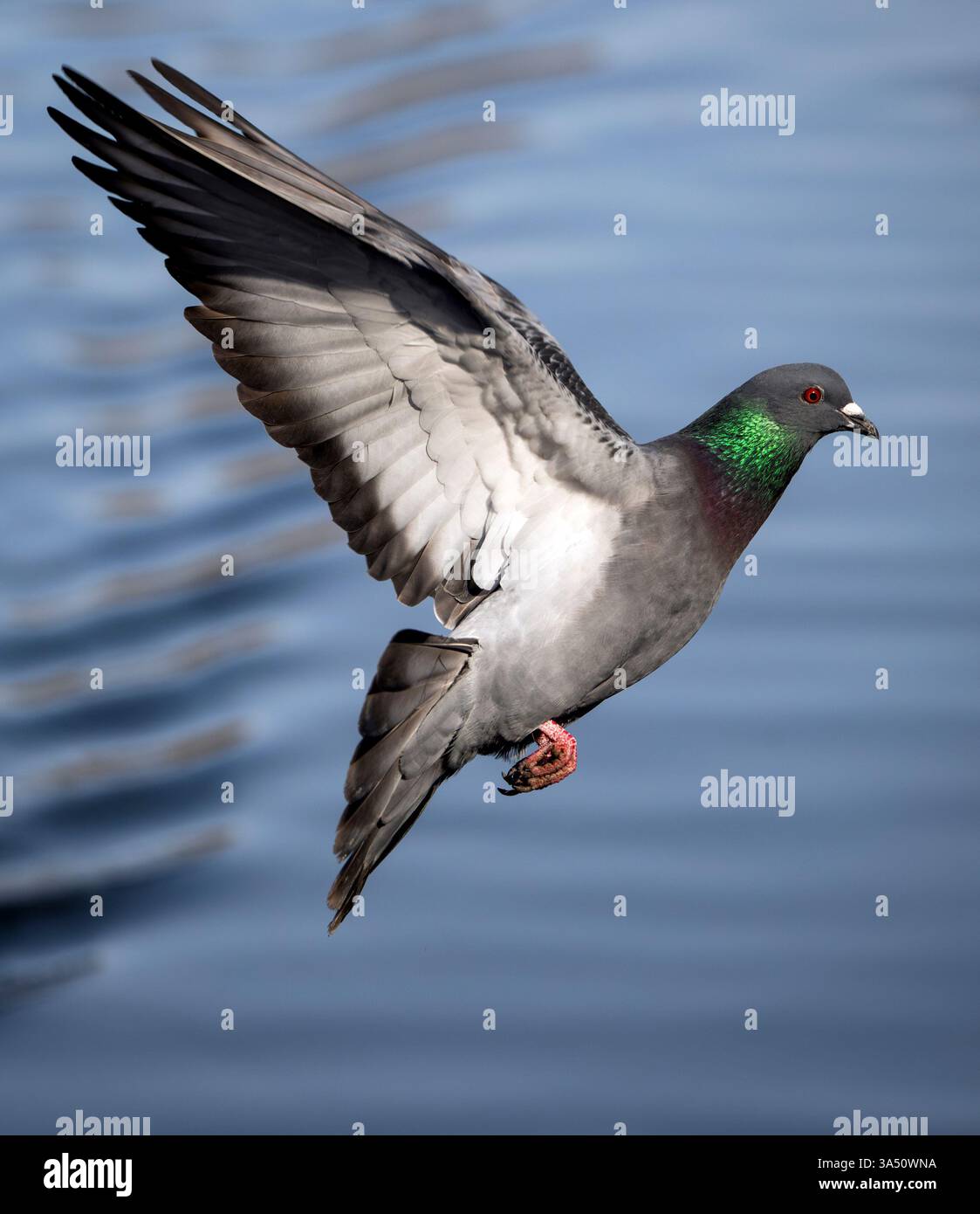 Pigeon Credit: Ian Jacobs Stock Photo - Alamy