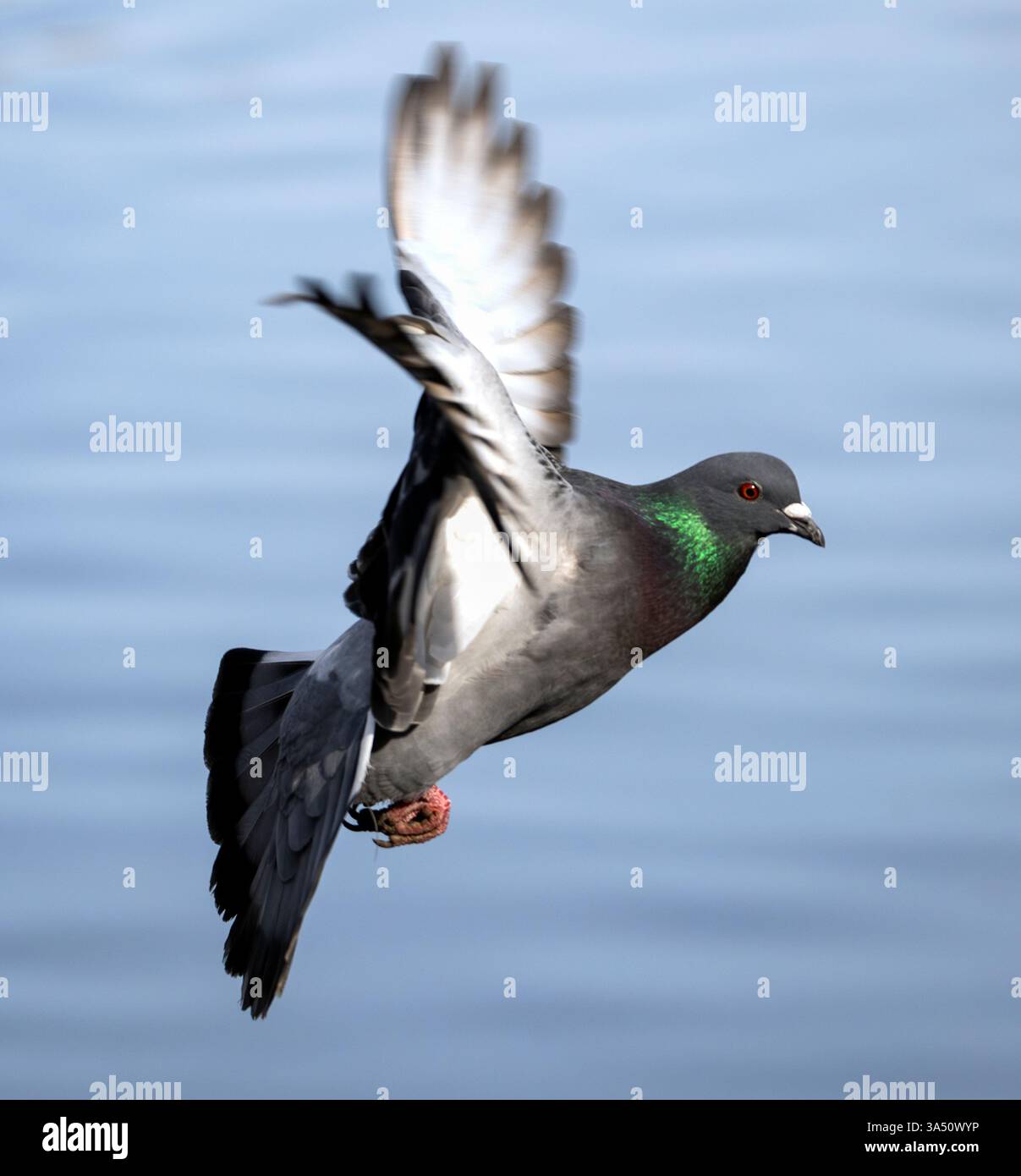 Pigeon Credit: Ian Jacobs Stock Photo - Alamy