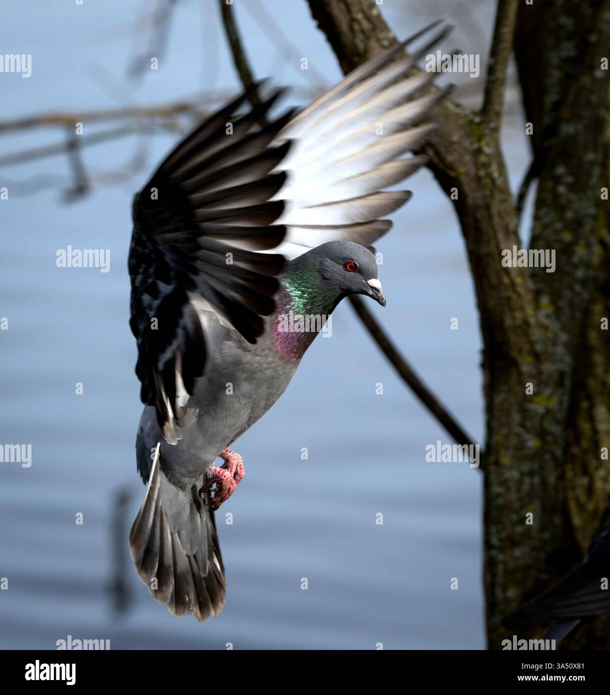 Pigeon Credit: Ian Jacobs Stock Photo - Alamy