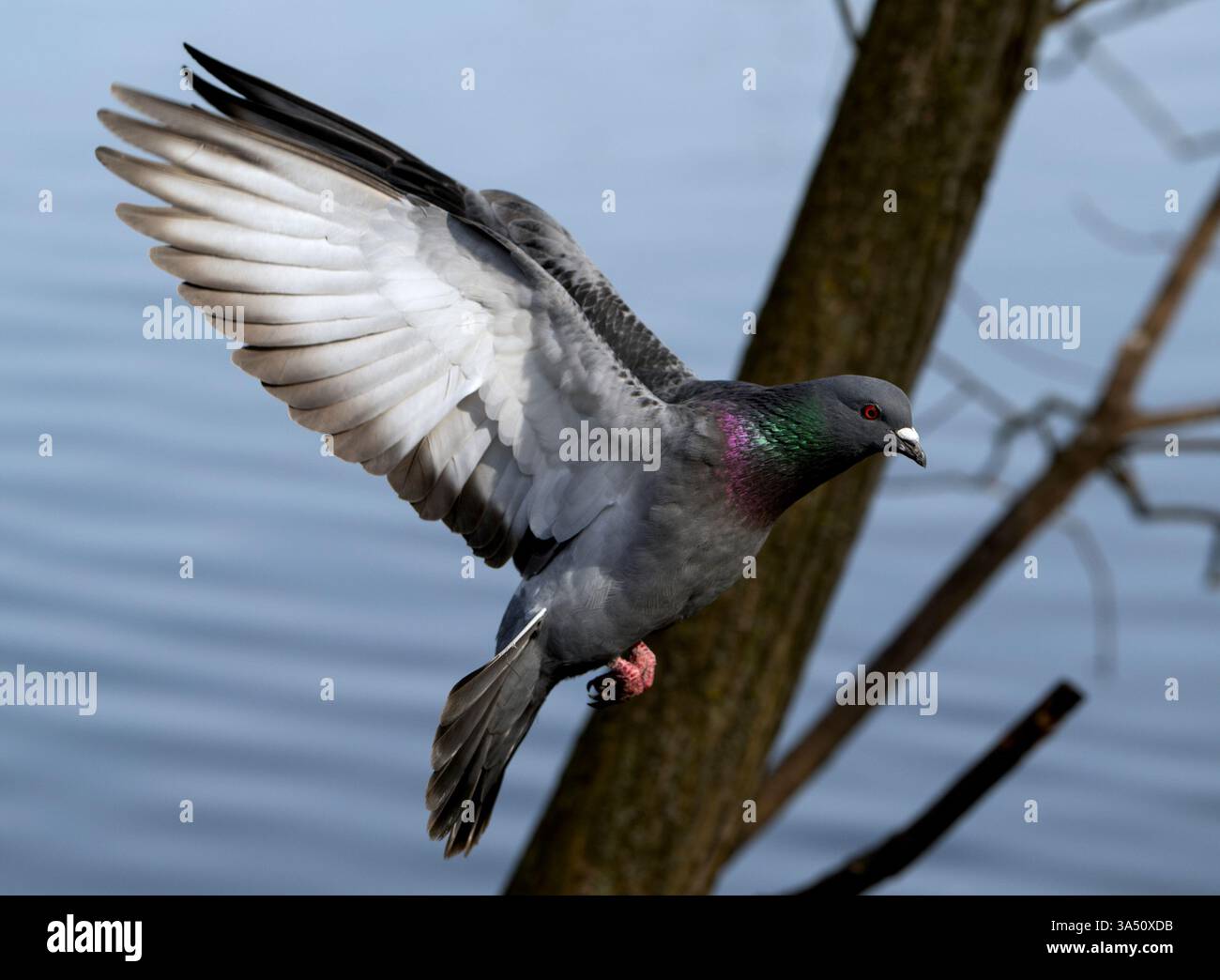 Pigeon Credit: Ian Jacobs Stock Photo - Alamy