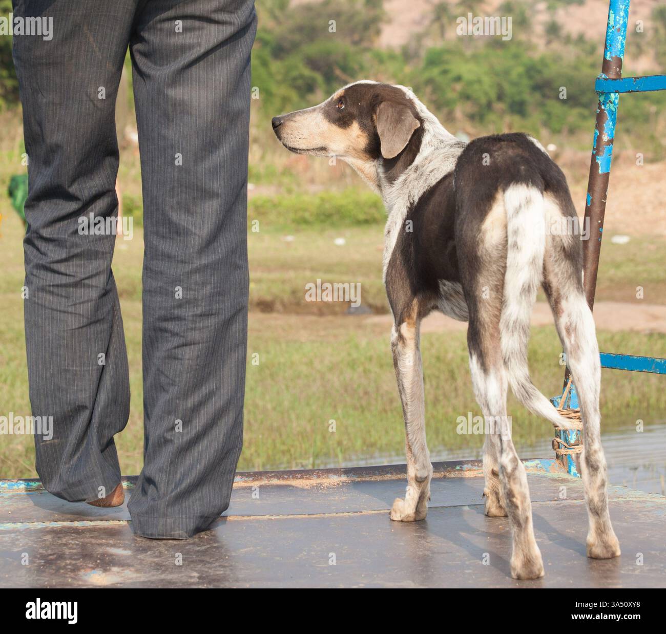 Man and dog from behind hi-res stock photography and images - Alamy