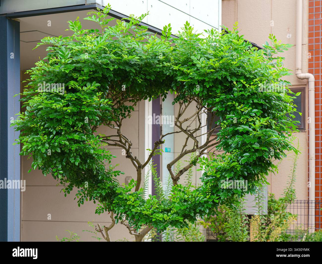 Osaka, Japan - Sep 23 2024, close up view of a tree trimmed in the ...