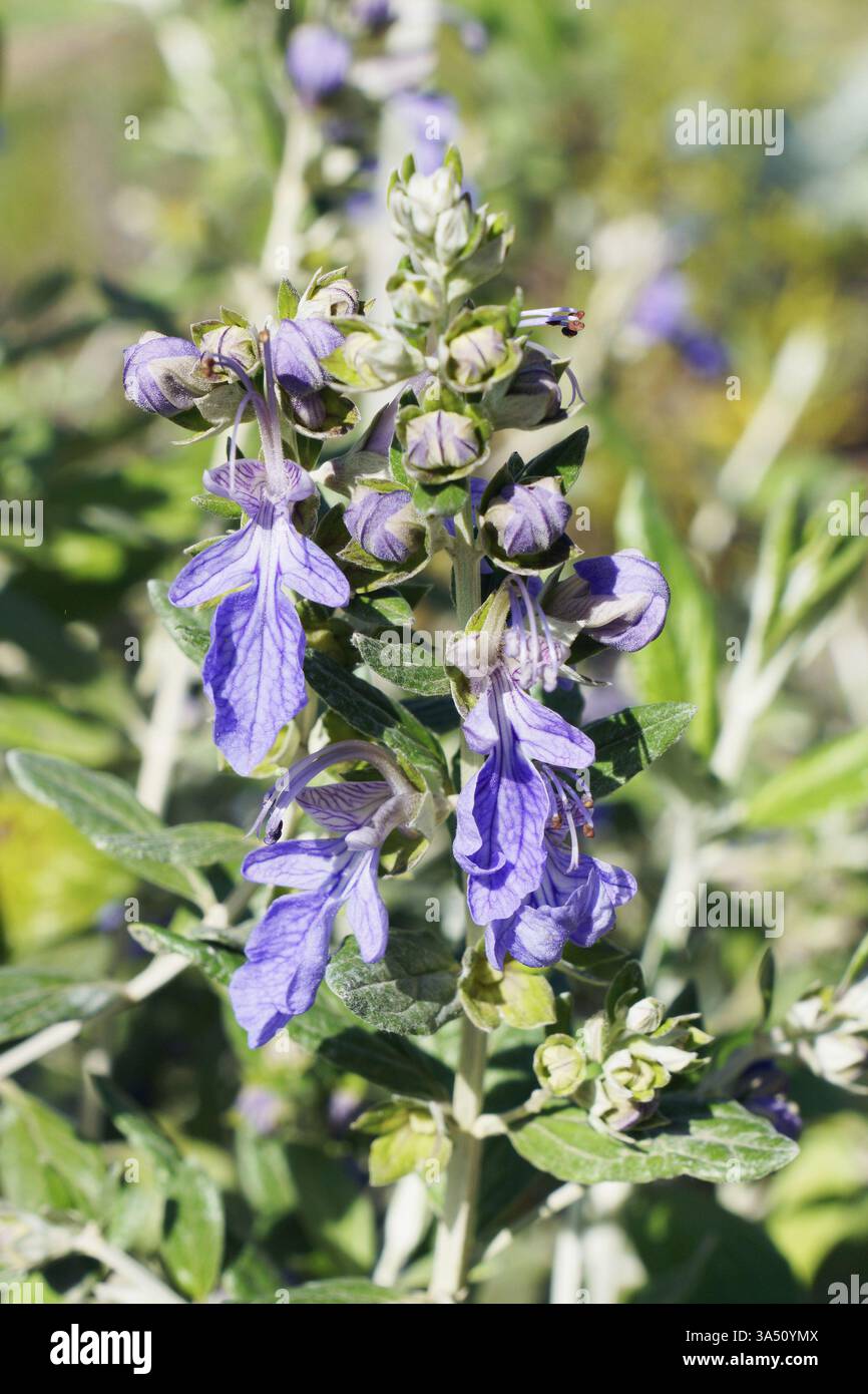 detail of flowers and leaves of tree germander or shrubby germander ...