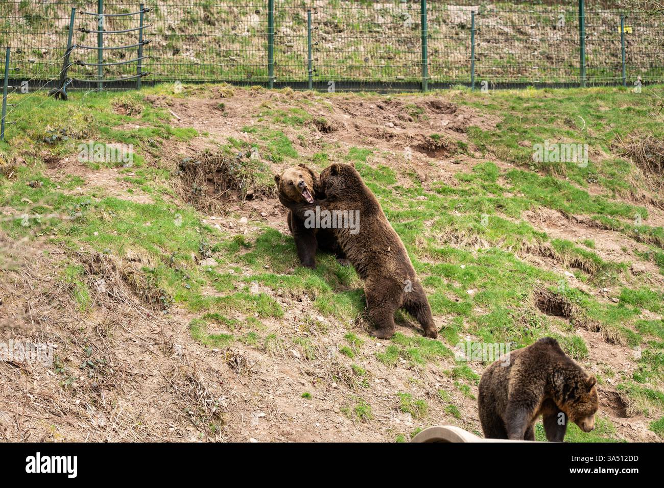 20 March 2025, Baden-Württemberg, Bad Rippoldsau-Schapbach: Two bears ...