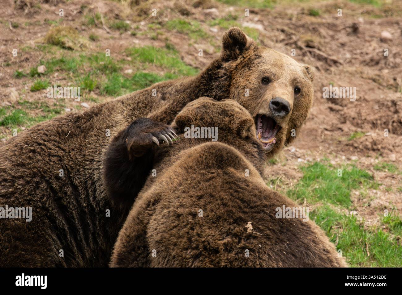 20 March 2025, Baden-Württemberg, Bad Rippoldsau-Schapbach: Two bears ...
